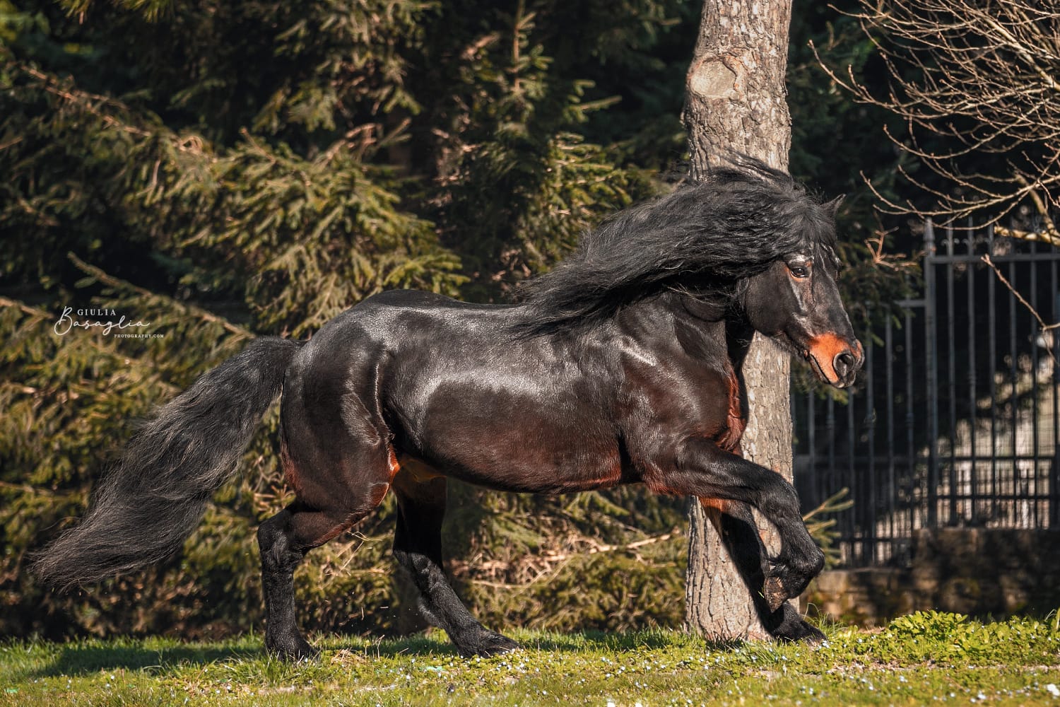 SCIENZA AL SERVIZIO DEL BENESSERE EQUINO - Guida del Cavaliere